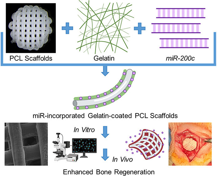Unlocking the Potential of 3D Printing and PCL Filament in Bone Regene
